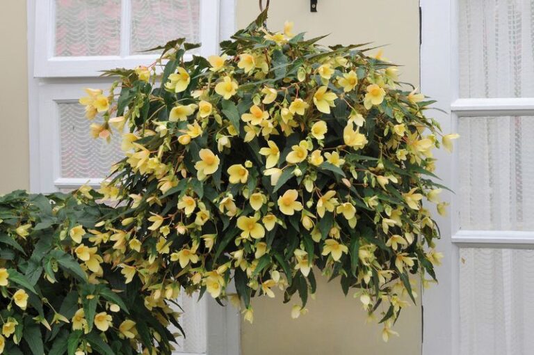 19 Stunning Types of Trailing Begonias (Plus Easy Care Tips for Longer ...