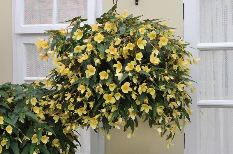 19 Stunning Types of Trailing Begonias (Plus Easy Care Tips for Longer ...