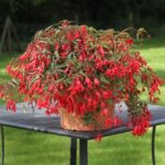 19 Stunning Types of Trailing Begonias (Plus Easy Care Tips for Longer ...