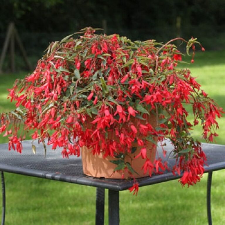 19 Stunning Types of Trailing Begonias (Plus Easy Care Tips for Longer ...