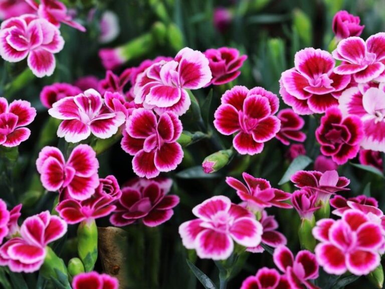 24 Beginner-Friendly Flowers Anyone Can Grow with Ease - Complete Gardening