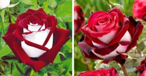 22 Breathtaking Roses Hidden From the Average Gardener - Complete Gardening