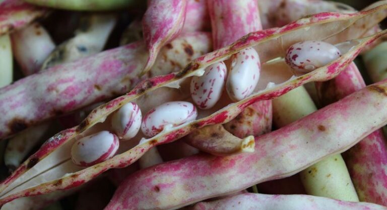 25 Amazing Bean Varieties Packed with Flavor and Health Benefits ...