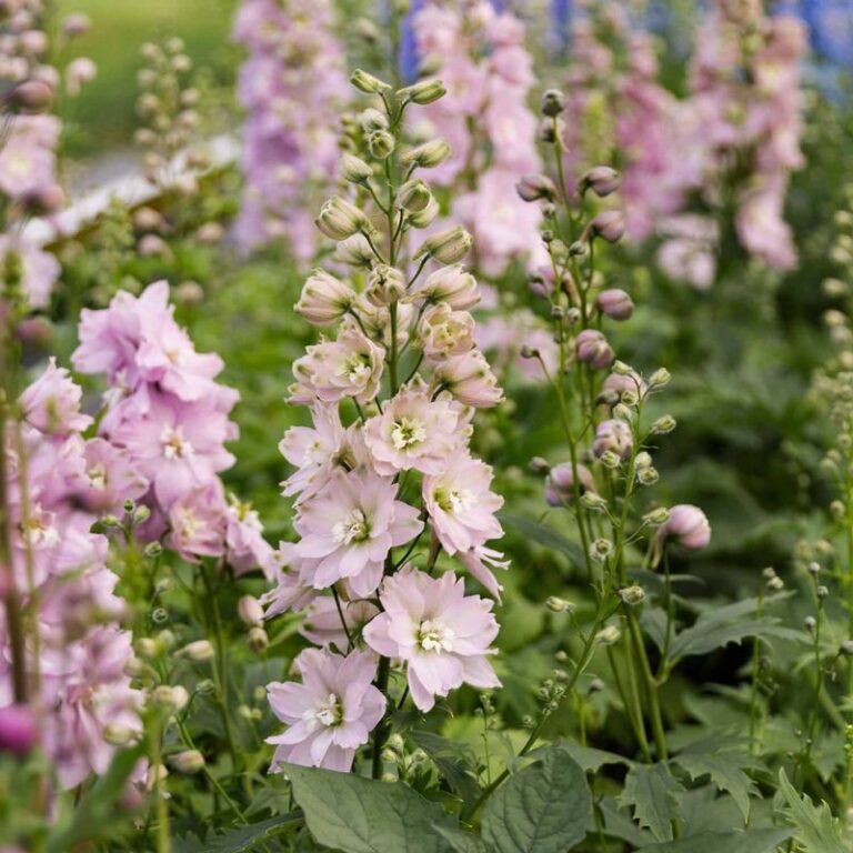 18 Gorgeous Perennial Delphinium Varieties Worth Growing - Complete ...