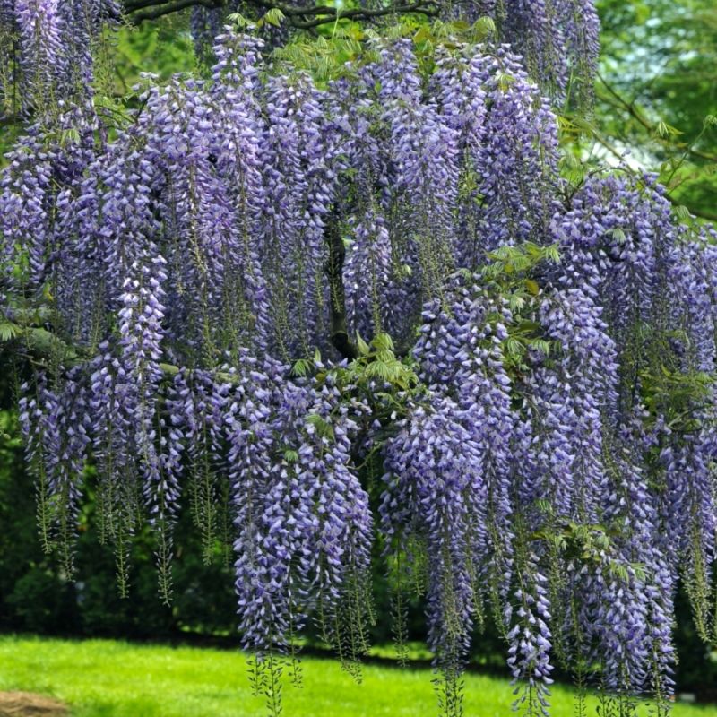 15 Stunning Trees and Shrubs That’ll Turn Your Yard a Dreamy Shade of ...