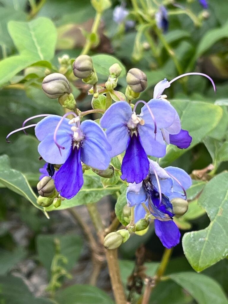 15 Stunning Trees and Shrubs That’ll Turn Your Yard a Dreamy Shade of ...