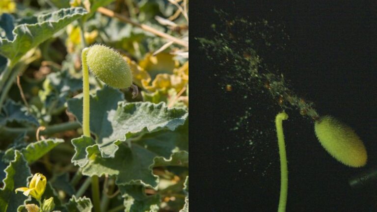 15 Fascinating Plants That React to Sound, Touch, or Movement ...