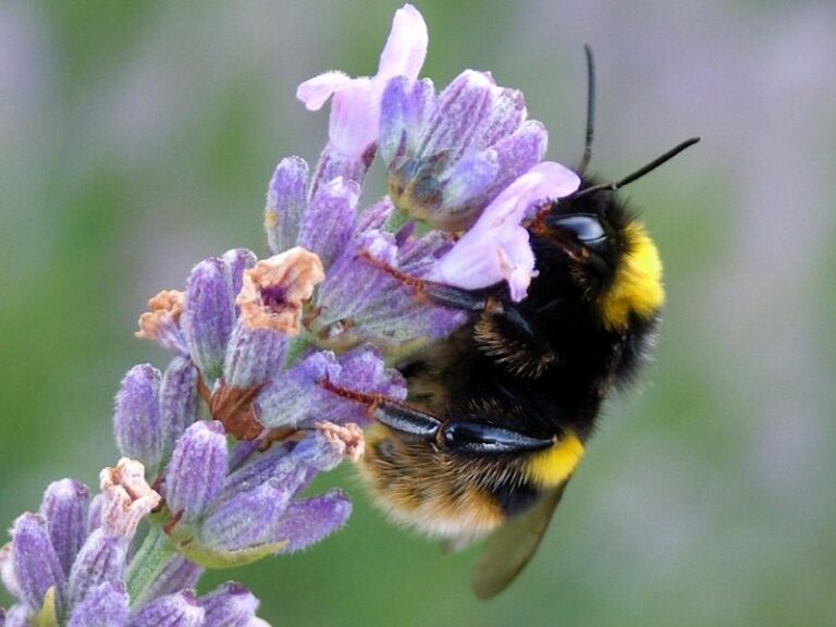 15 Must-Have Beneficial Insects That Will Transform Your Garden Forever ...