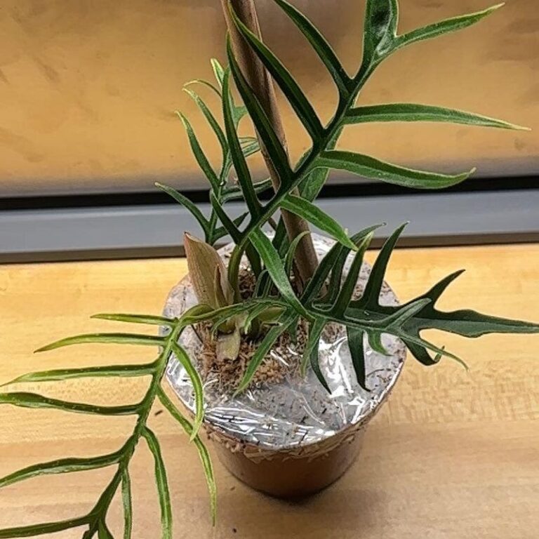 Philodendron Tortum Care: 12 Expert Tips to Grow This Rare Beauty at ...