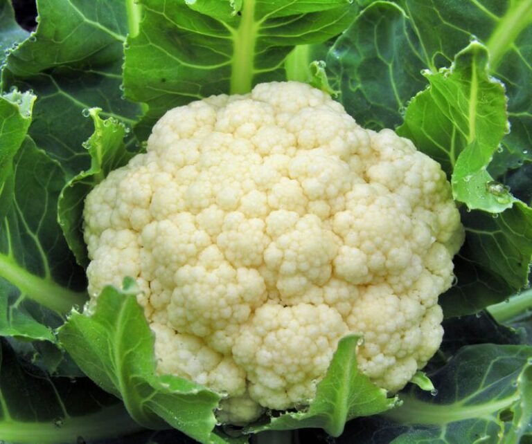 15 Must-Grow Vegetables to Enjoy Fresh Harvests All Spring and Summer ...