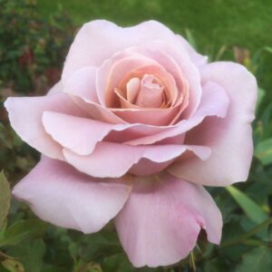 22 Breathtaking Roses Hidden From the Average Gardener - Complete Gardening