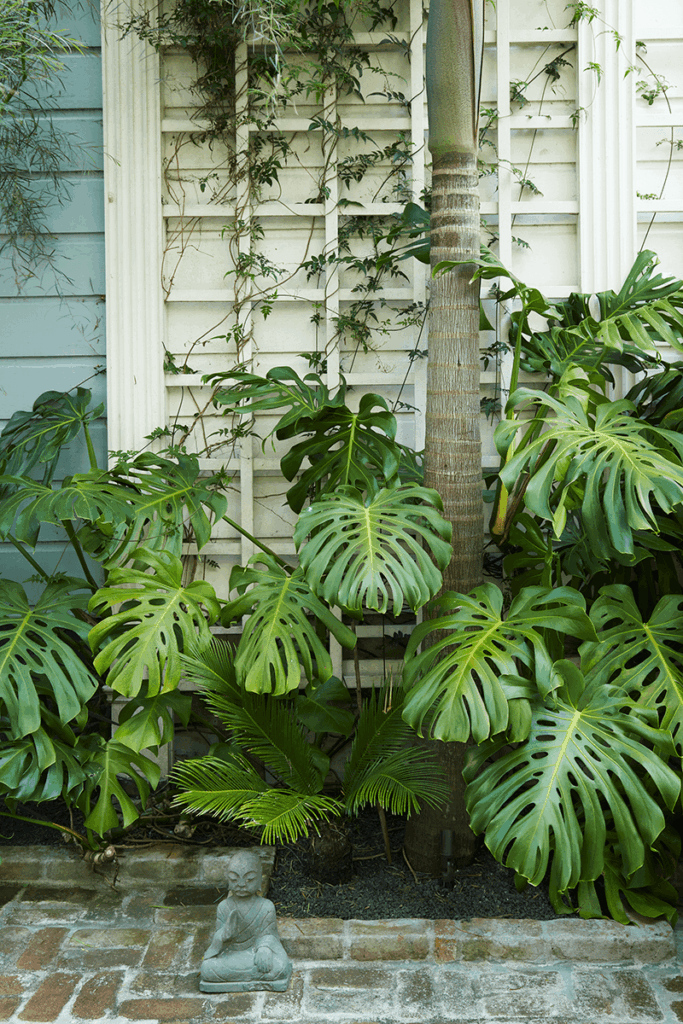 These 20 Big Leaf Plants Will Instantly Turn Your Garden Into a ...