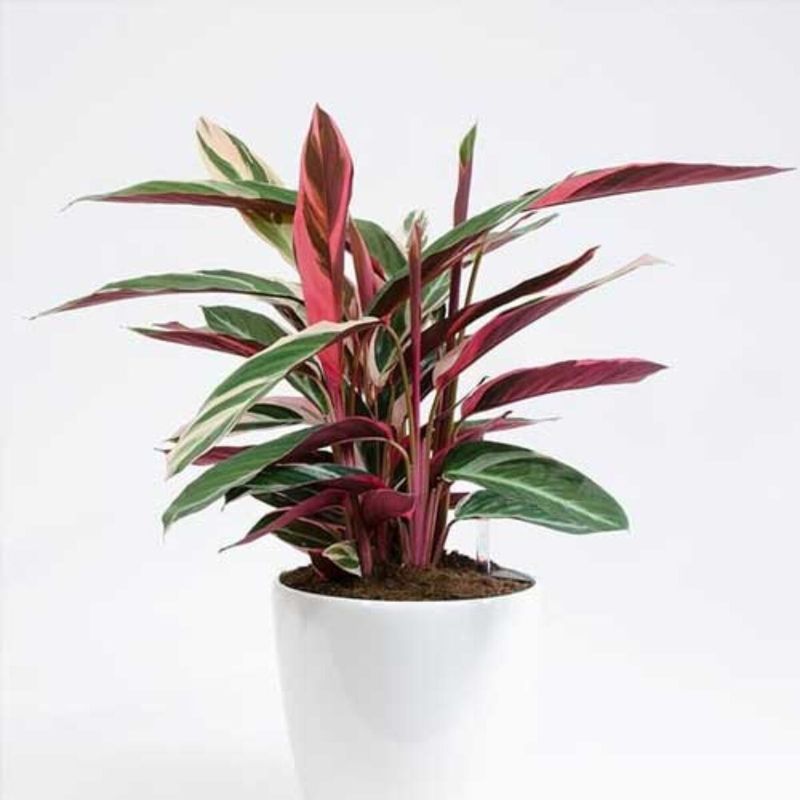15 Pink/Red-Striped Houseplants That Are Almost Too Beautiful to Be ...