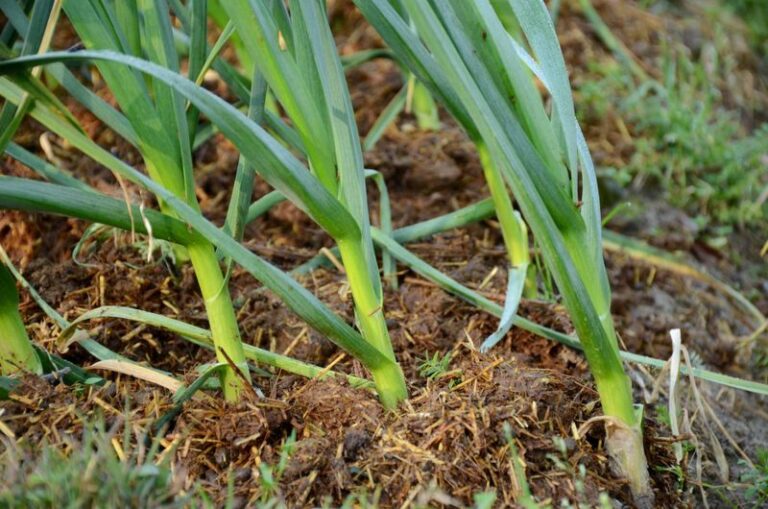 Your Ultimate Guide to Growing and Harvesting Garlic Like a Pro ...