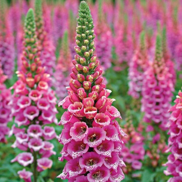 17 Gorgeous Perennial Flowers That Come Back Year After Year - Complete ...