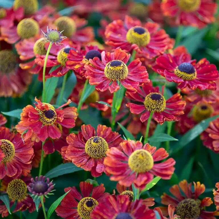 The 20 Best Full-Sun Perennials, According To Gardening Pros - Complete ...