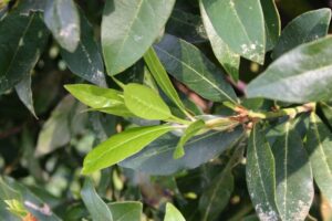 14 Powerful Plants That Naturally Repel Rats from Your Home and Garden ...