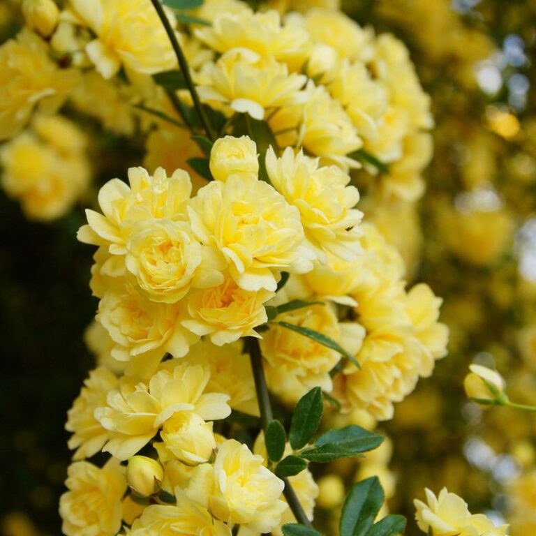 22 Breathtaking Roses Hidden From the Average Gardener - Complete Gardening