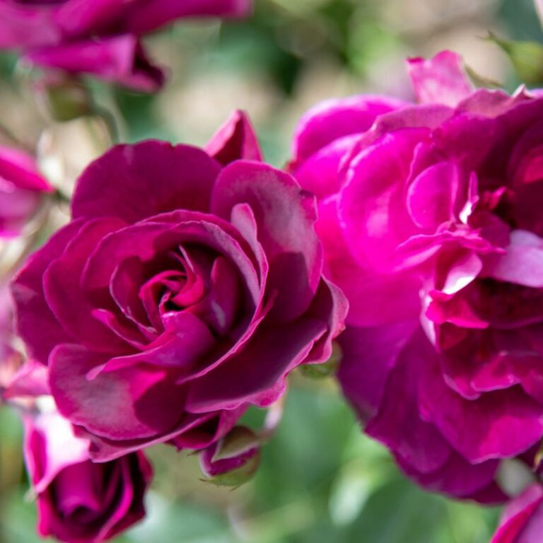 22 Breathtaking Roses Hidden From the Average Gardener - Complete Gardening