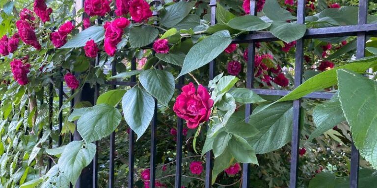 17 Must-Know Early Spring Tips to Help Your Roses Bloom Beautifully ...