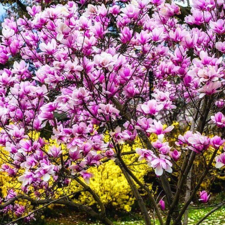 These 14 Pink Flowering Trees Will Make Your Garden Look Straight Out ...
