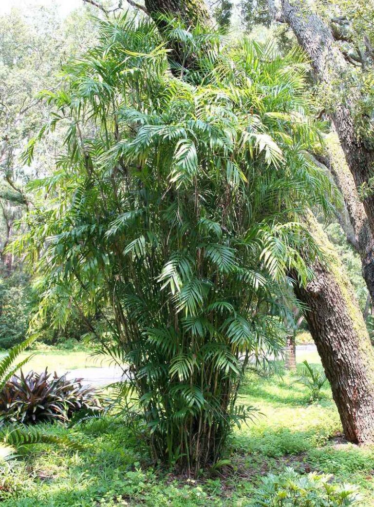 15 Noise-Reducing Plants That Bring Peace to Busy Urban Spaces ...