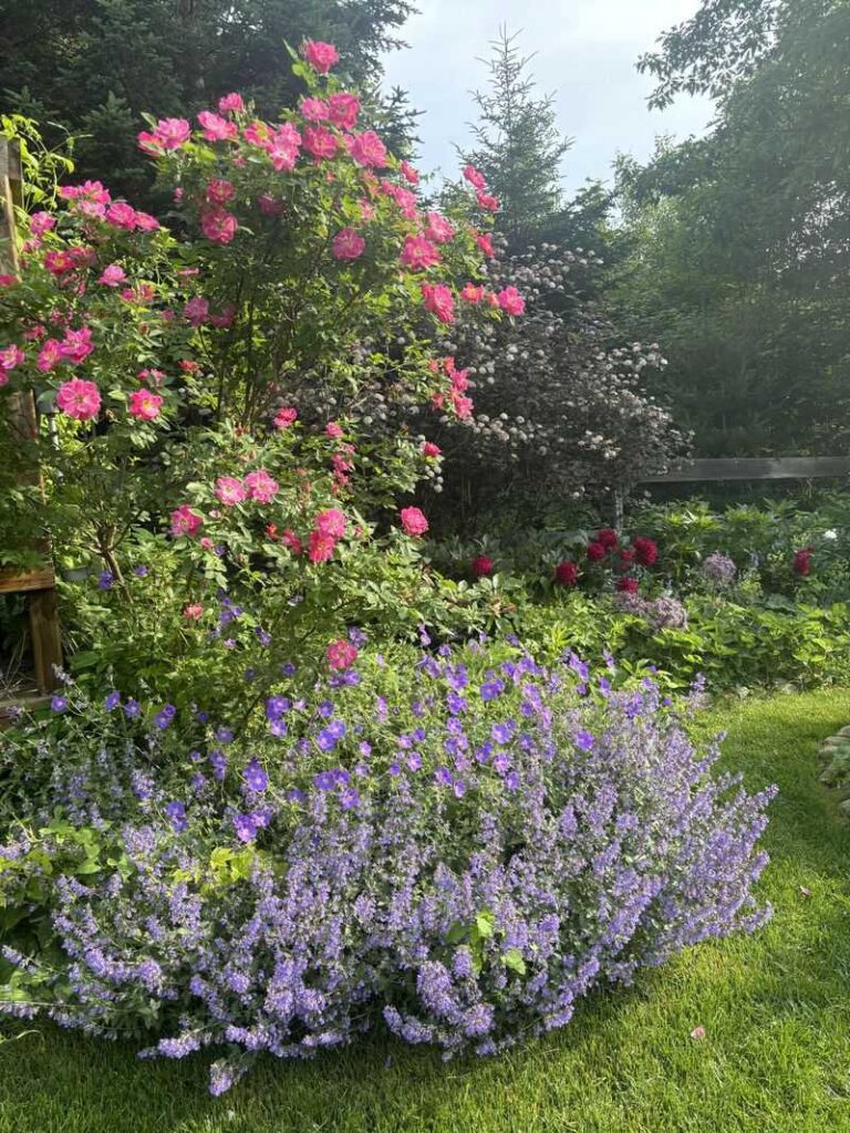 15 Powerful Plant Partners That Supercharge Rose Blooms - Complete ...
