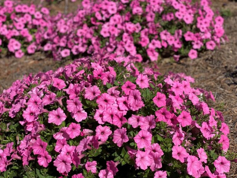 12 Easy Tricks to Keep Your Petunias Blooming All Season Long ...