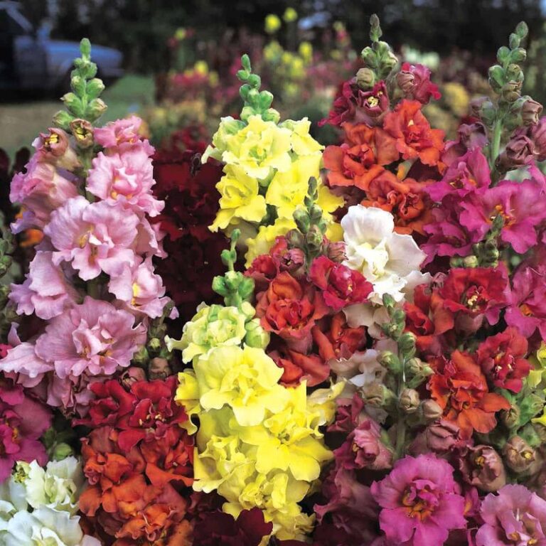 17 Plants Our Parents Grew: A Look Back at 70s and 80s Garden Favorites ...