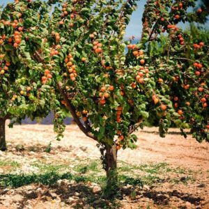 18 Resilient Fruit Trees Perfect for Hot, Dry Climates - Complete Gardening