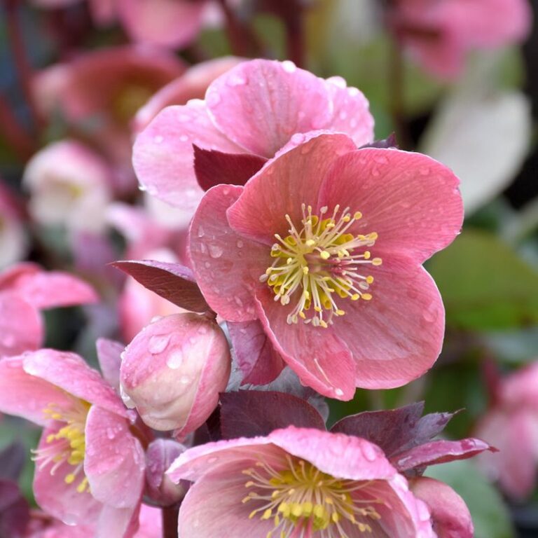20 Pink Perennials You’ll See Every Year and 5 That Vanish After One ...