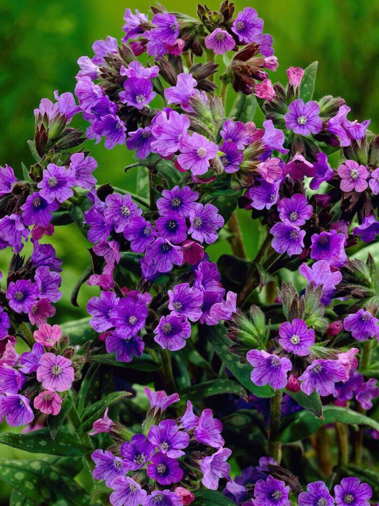 35 Partial Shade-Loving Plants That Will Transform the Dim Corners of ...