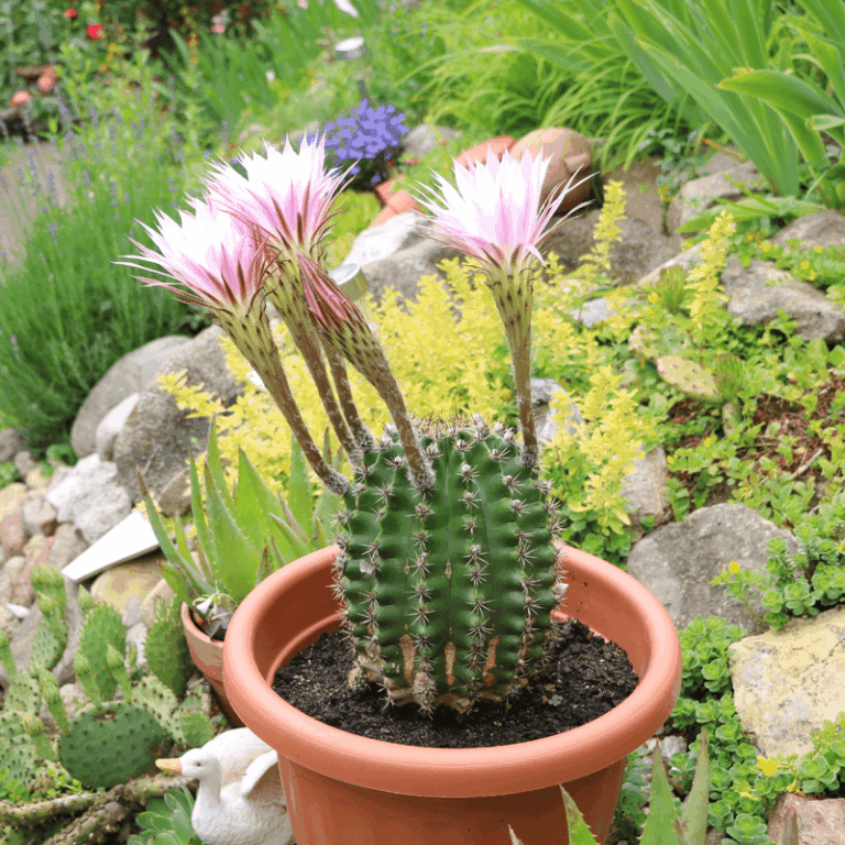 This Spiky Little Plant Is Taking Over Gardens—Here’s Why You Should ...