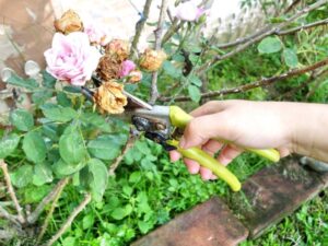 17 Must Know Early Spring Tips To Help Your Roses Bloom Beautifully