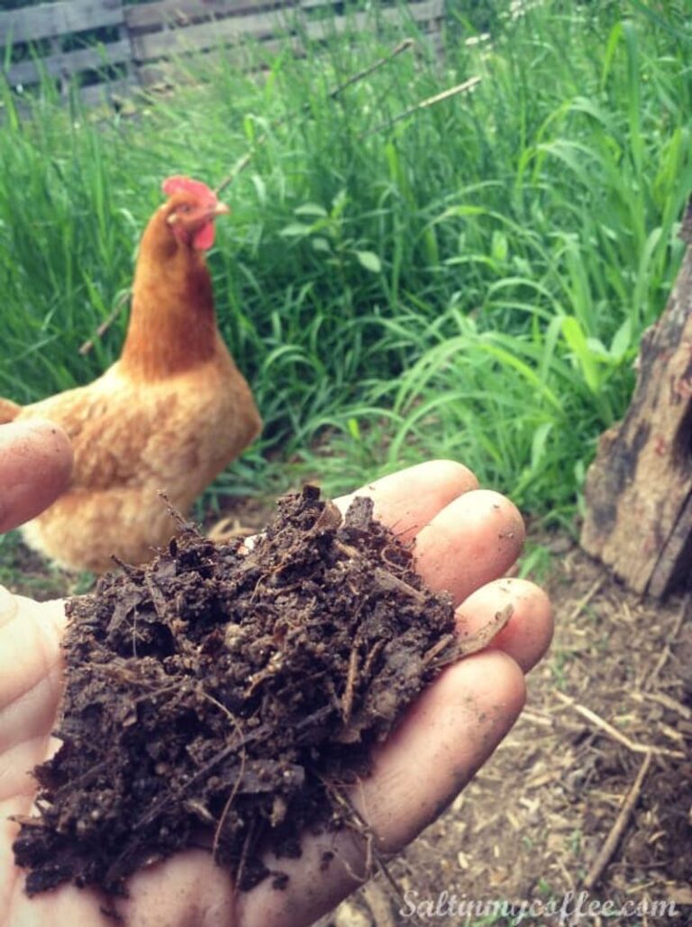 From Coop to Crop: The Right Way to Use Chicken Manure in Your Garden ...