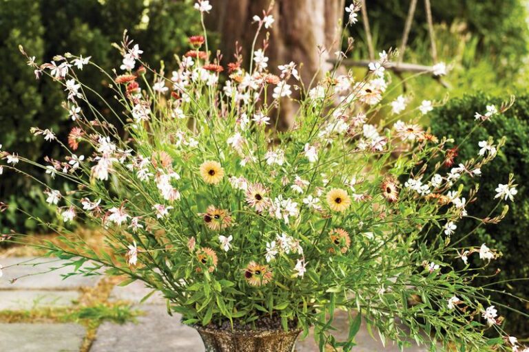 26 Stunning Perennial Flowers Made for Pots Plus 10 That Need Almost No ...
