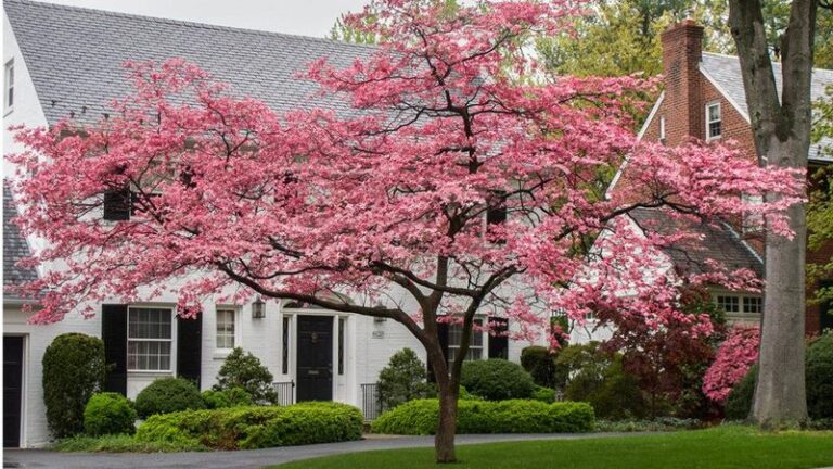 These 14 Pink Flowering Trees Will Make Your Garden Look Straight Out ...