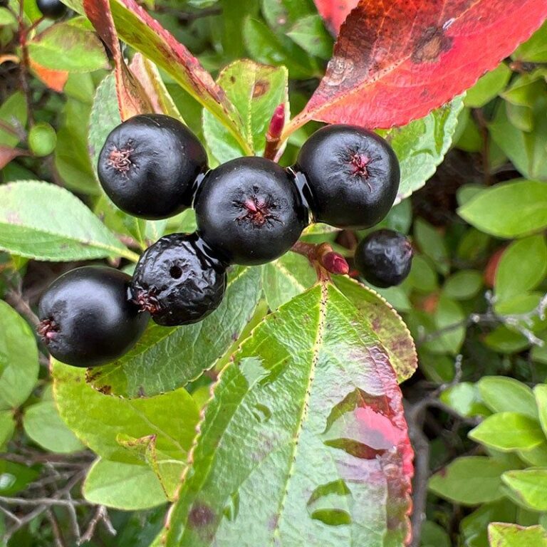 13 Native Berry Bushes That Taste Amazing – And Are Shockingly Easy to ...
