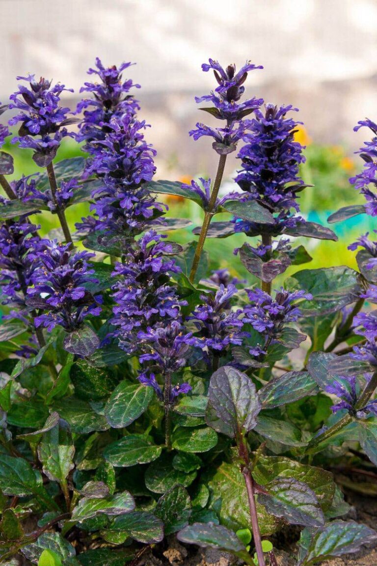 15 Ground Covers That Birds, Bees, and Butterflies Will Love - Complete ...