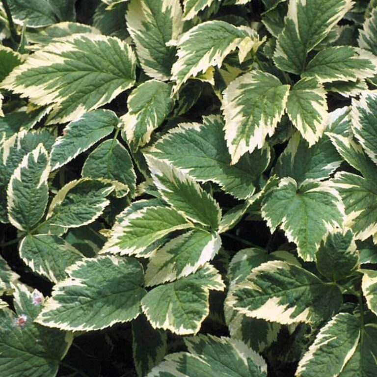 15 Ground Covers That Do the Weeding for You - Complete Gardening