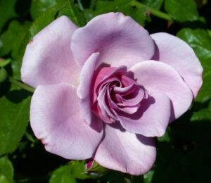 22 Breathtaking Roses Hidden From the Average Gardener - Complete Gardening