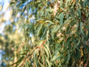 14 Powerful Plants That Naturally Repel Rats from Your Home and Garden ...
