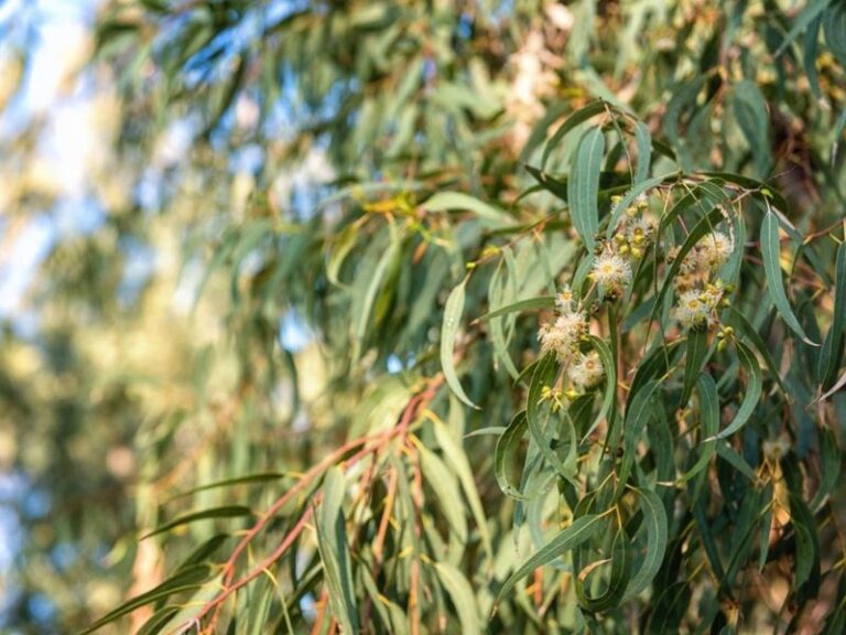 14 Powerful Plants That Naturally Repel Rats from Your Home and Garden ...