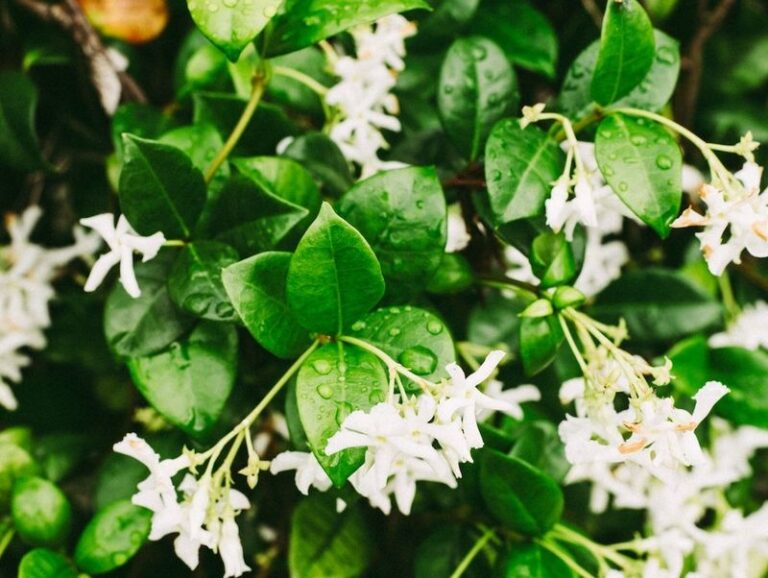 Meet the 20 Botanical Beauties Responsible for Iconic Perfume Smells ...