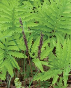 15 Fascinating Plants That React to Sound, Touch, or Movement ...