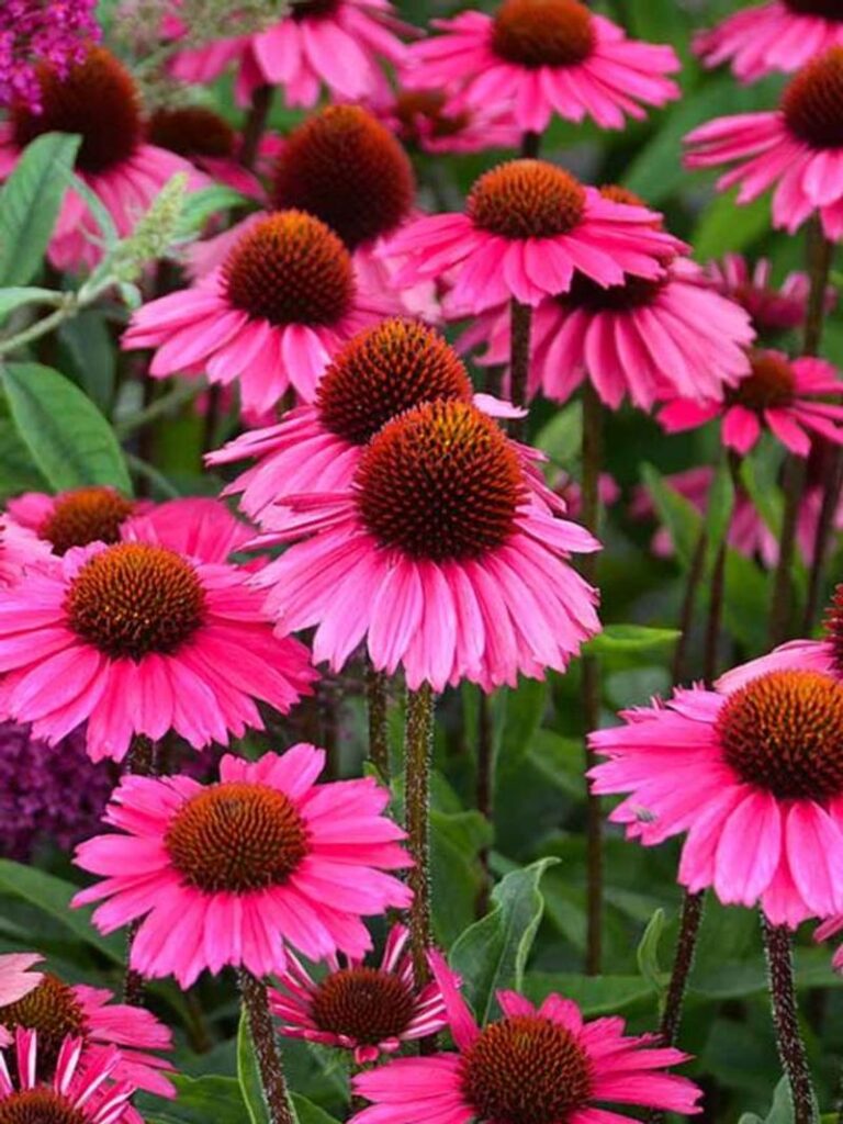17 Gorgeous Perennial Flowers That Come Back Year After Year - Complete ...