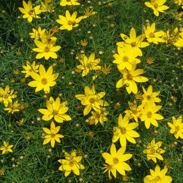 26 Stunning Perennial Flowers Made for Pots Plus 10 That Need Almost No ...