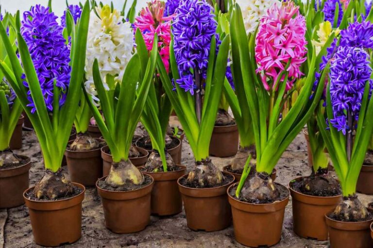 What to Do with Hyacinth Bulbs After They Bloom - 10 Easy Tips for a ...
