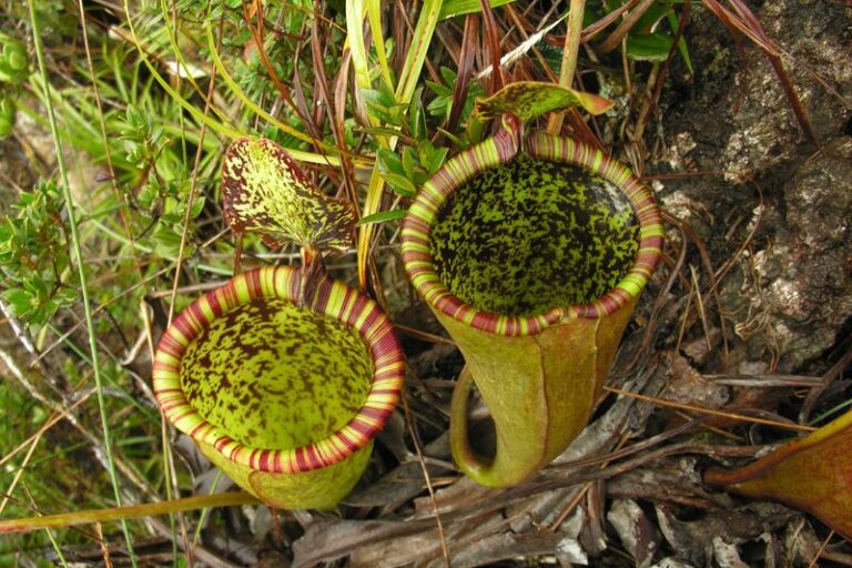 30 Exotic Plants From Deep Jungles That Will Blow Your Mind - Complete ...