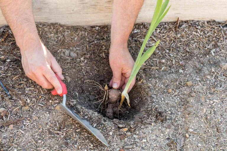 What Most Gardeners Get Wrong About Tulips—Do This After They Bloom for ...